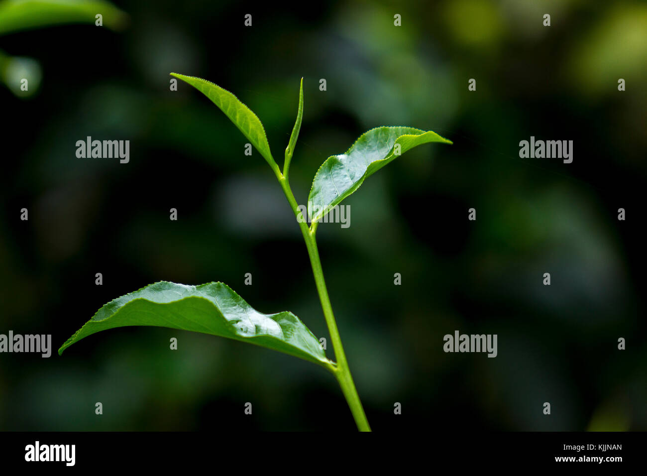 Two leaves bud tea leaf hi-res stock photography and images - Alamy