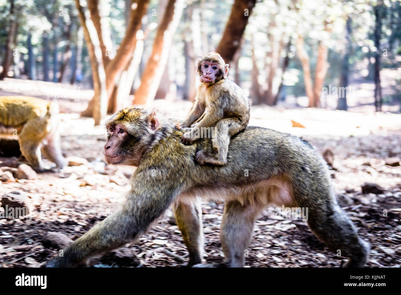 Marocco, portrait of young monkey riding on mother's back in the woods ...