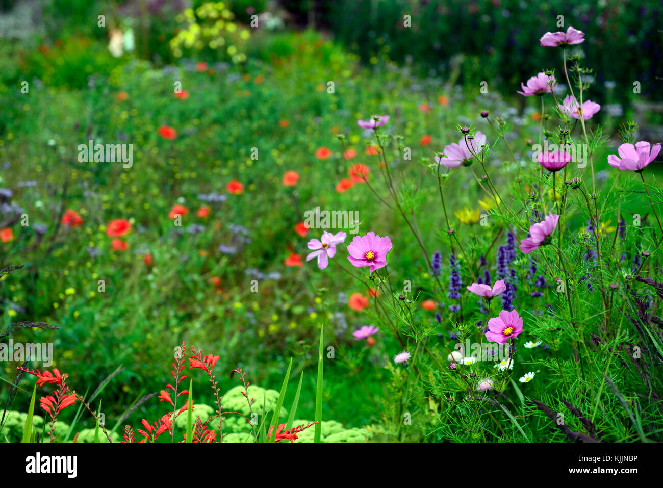 cosmos, flower, single, pink, annual,annuals, flower, flowers ...