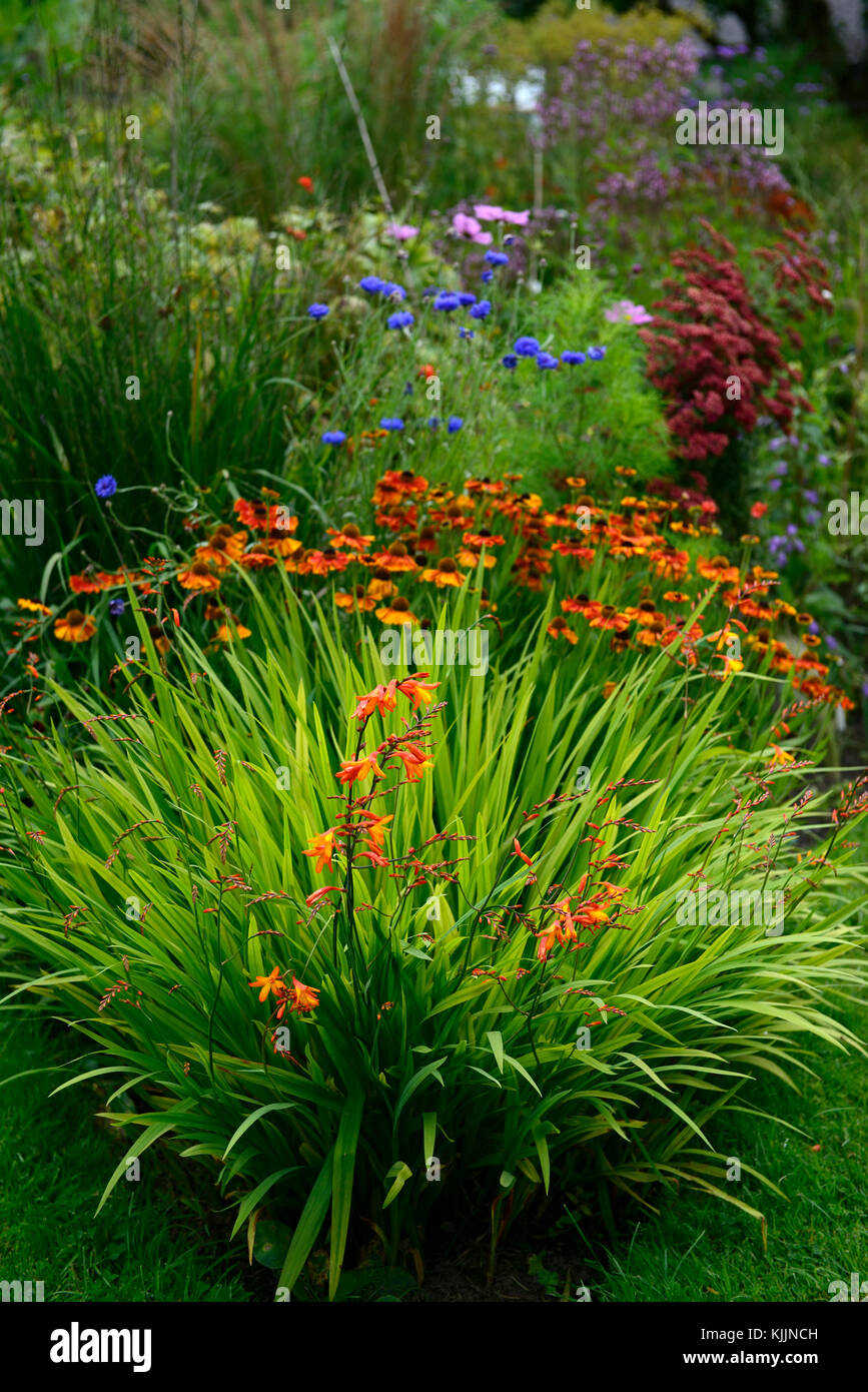 crocosmia, helenium, orange, flower, flowers, flowering, mix, mixed ...