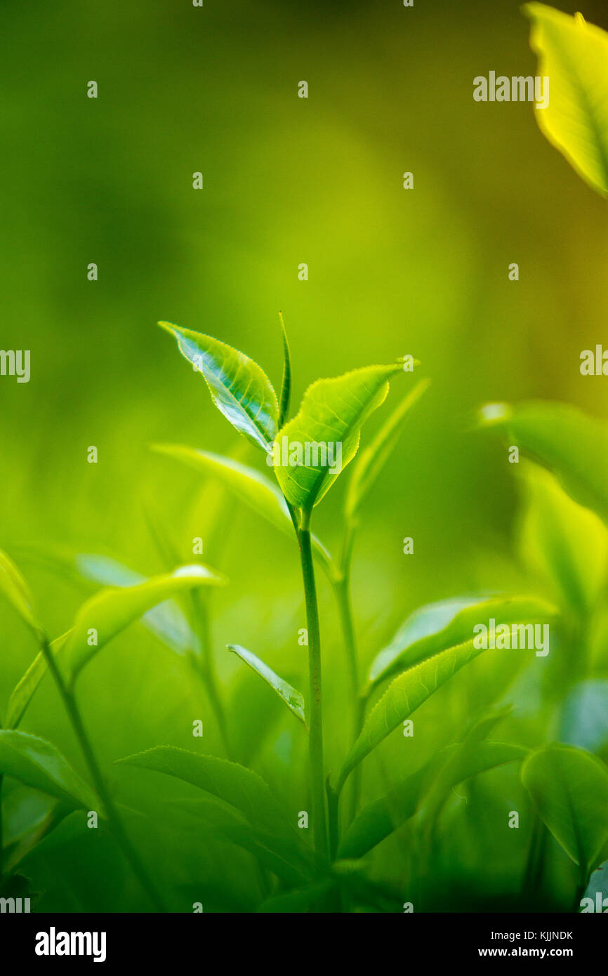 Two leaves bud tea leaf hi-res stock photography and images - Alamy