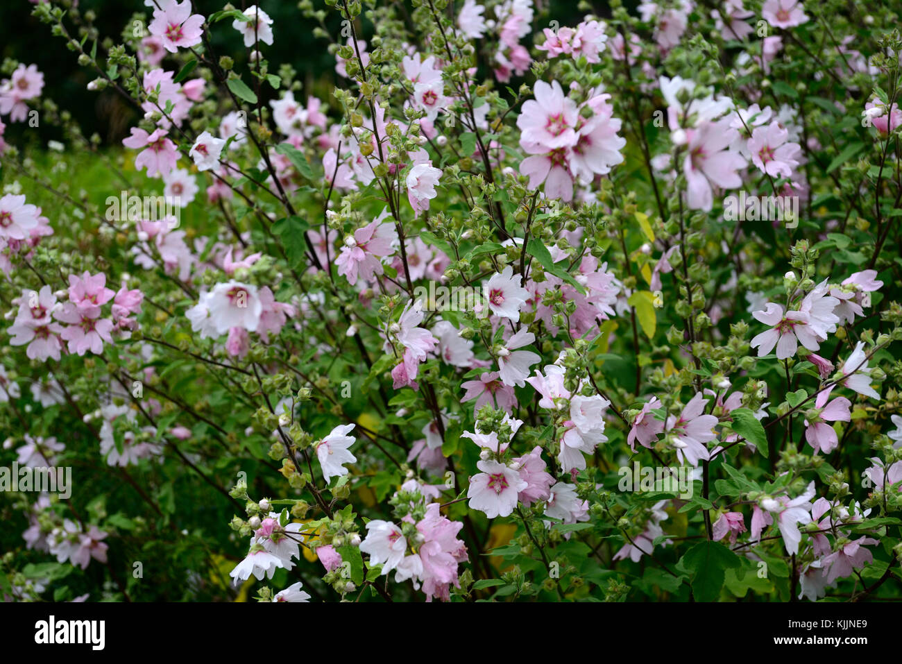 Pink mallow lavatera hi-res stock photography and images - Alamy