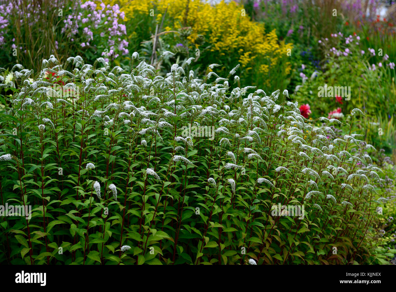 Lysimachia clethroides,Gooseneck loosestrife, white, flower, flowers ...