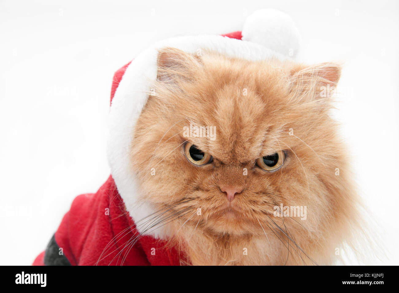 Funny cat photo hi-res stock photography and images - Alamy