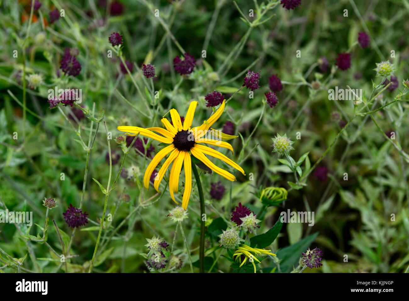 rudbeckia fulgida, knautia, yellow, purple, flower, flowers, flowering ...