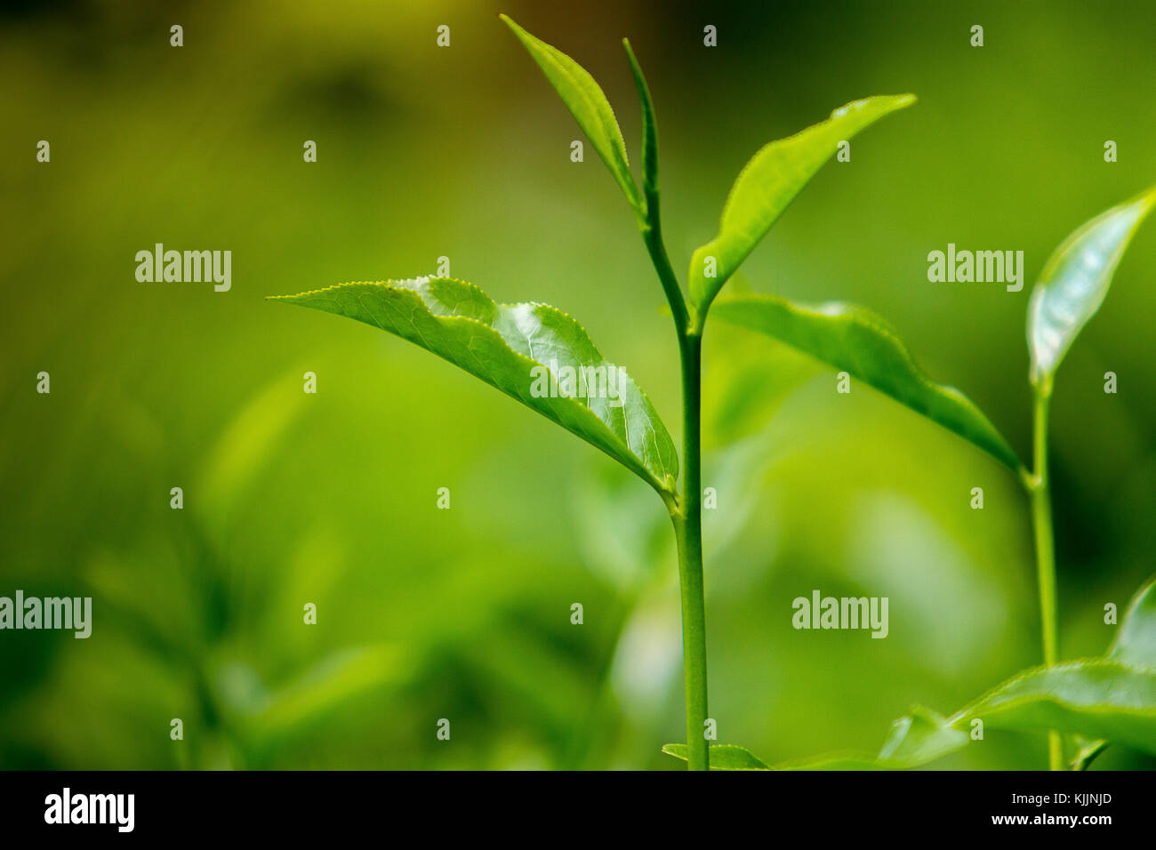 Two leaves bud tea leaf hi-res stock photography and images - Alamy