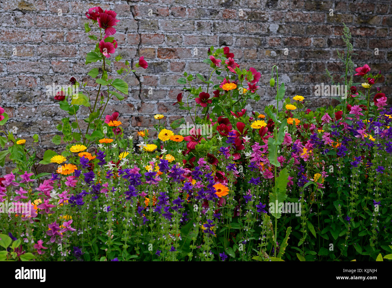 wildflower, wildflowers, cutting,walled, garden, annual, annuals, wild, gardens ,flowers ...