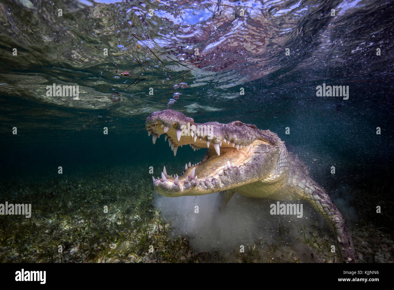 Banco chinchorro mexico hi-res stock photography and images - Alamy