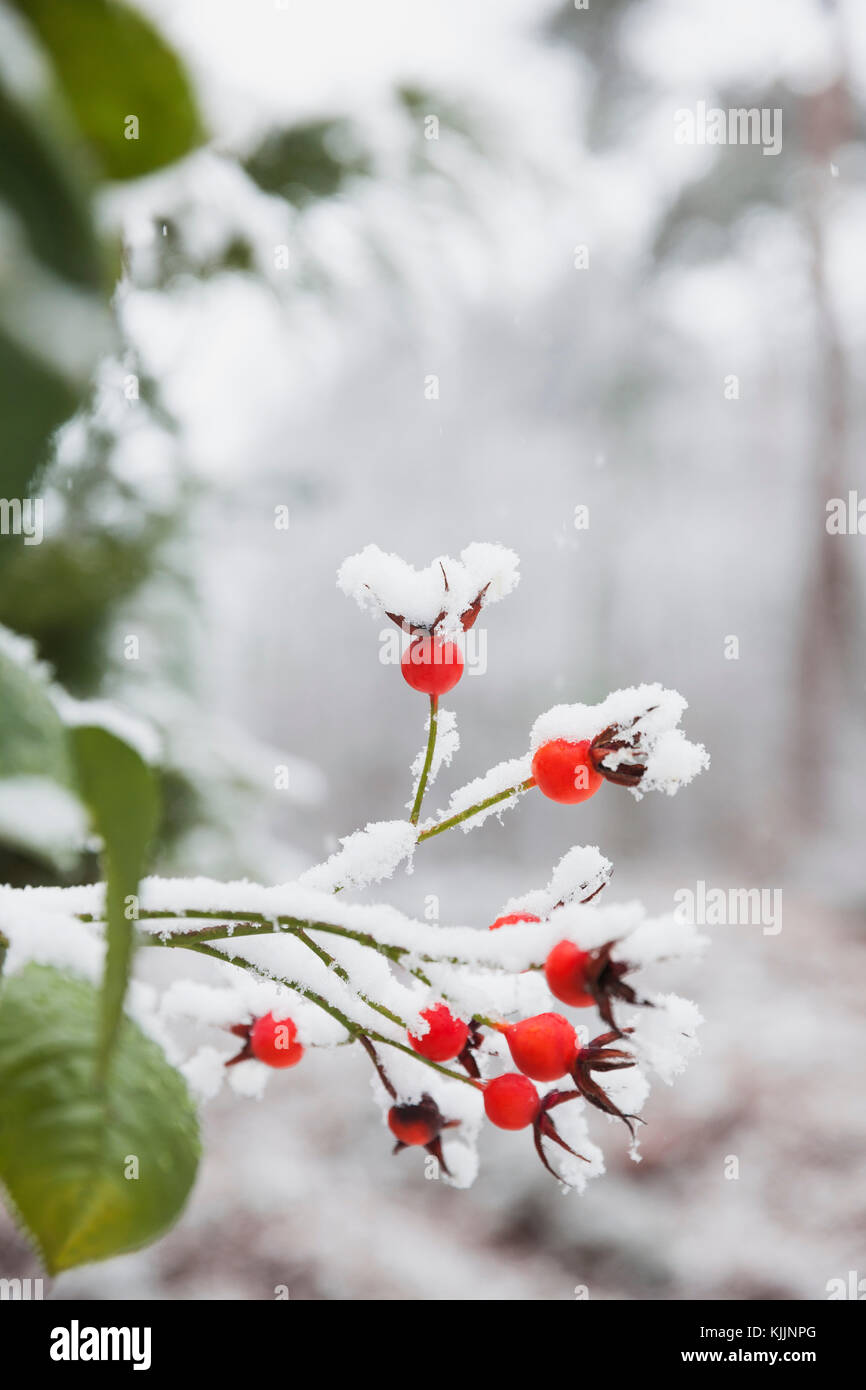 Snow covered rose hips Stock Photo - Alamy