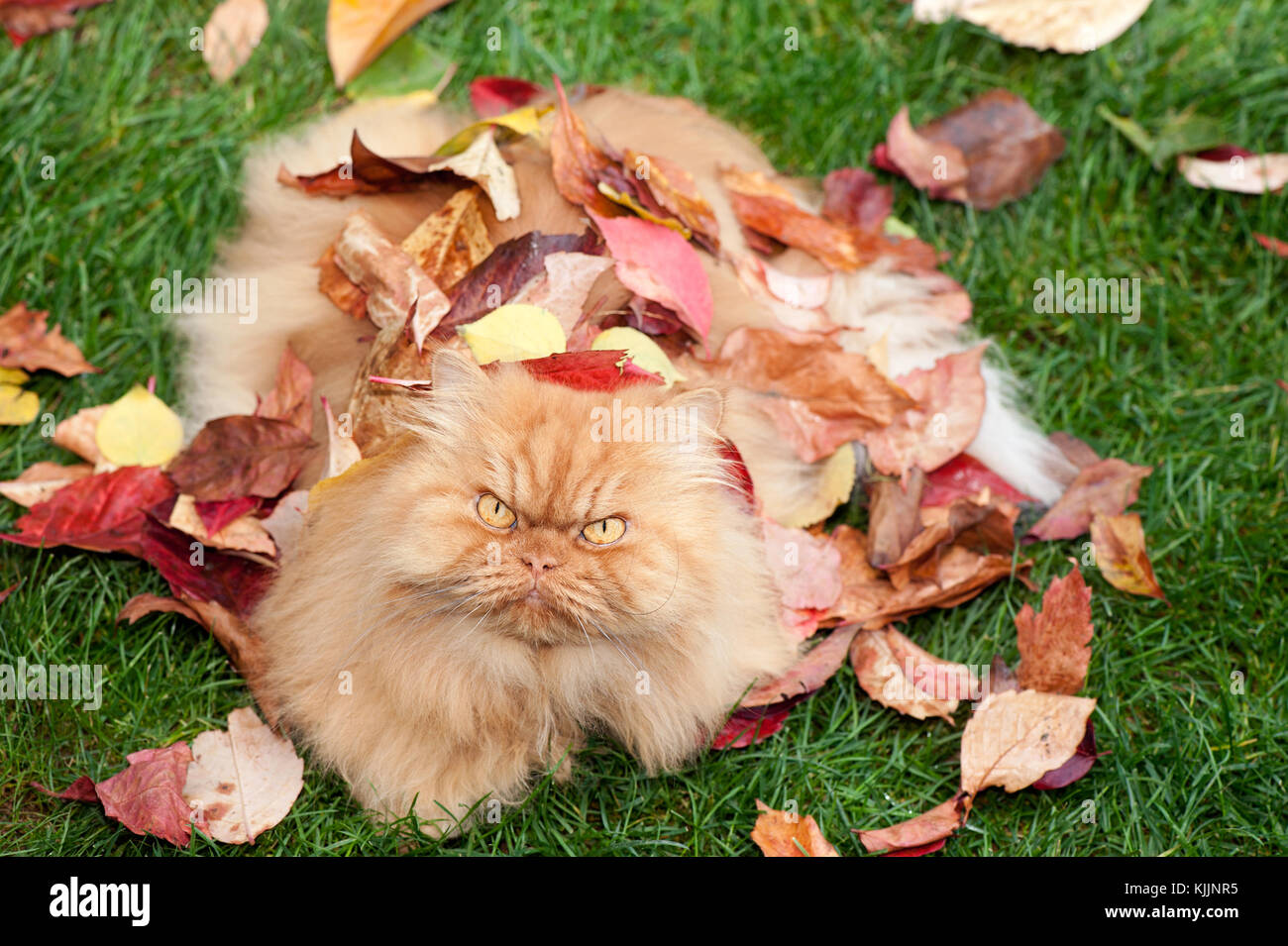 Orange Persian cat with leaves in fall Stock Photo - Alamy