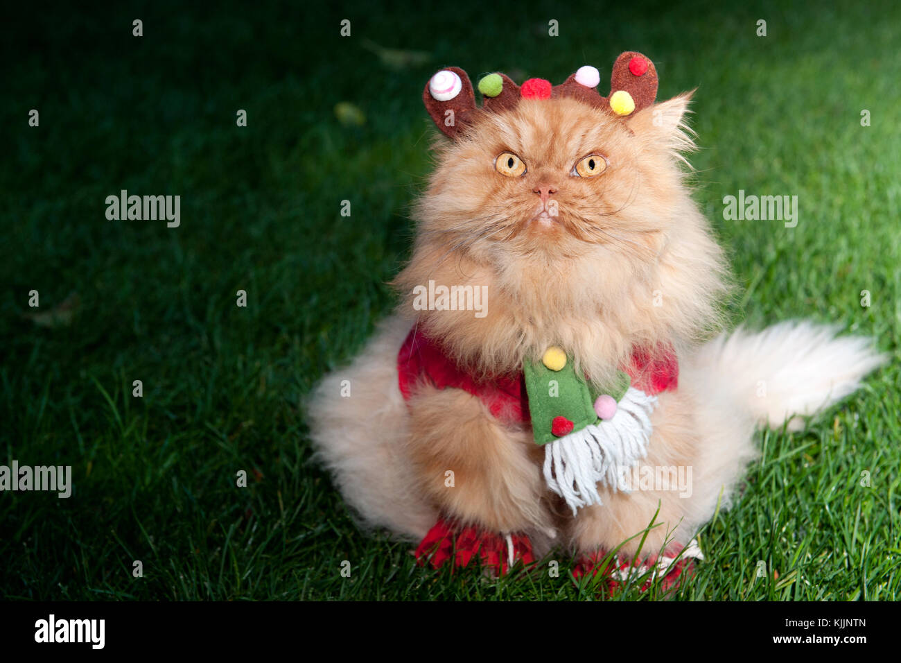 Reindeer cat hi-res stock photography and images - Alamy