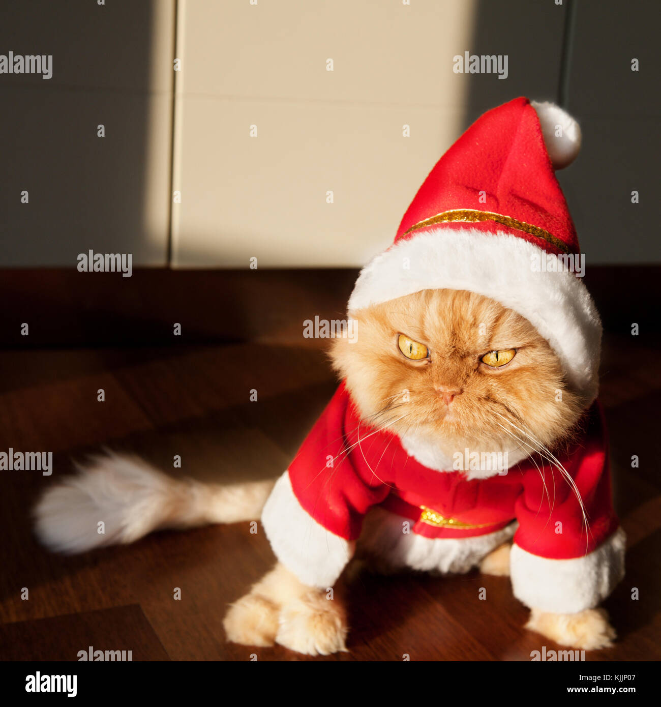 Santa Claus Cat Stock Photo - Alamy
