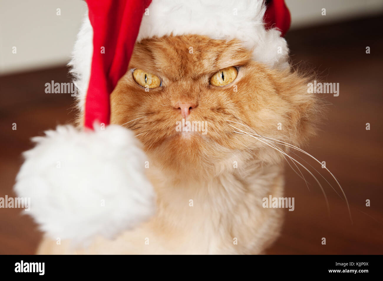 Santa Claus Cat Stock Photo - Alamy
