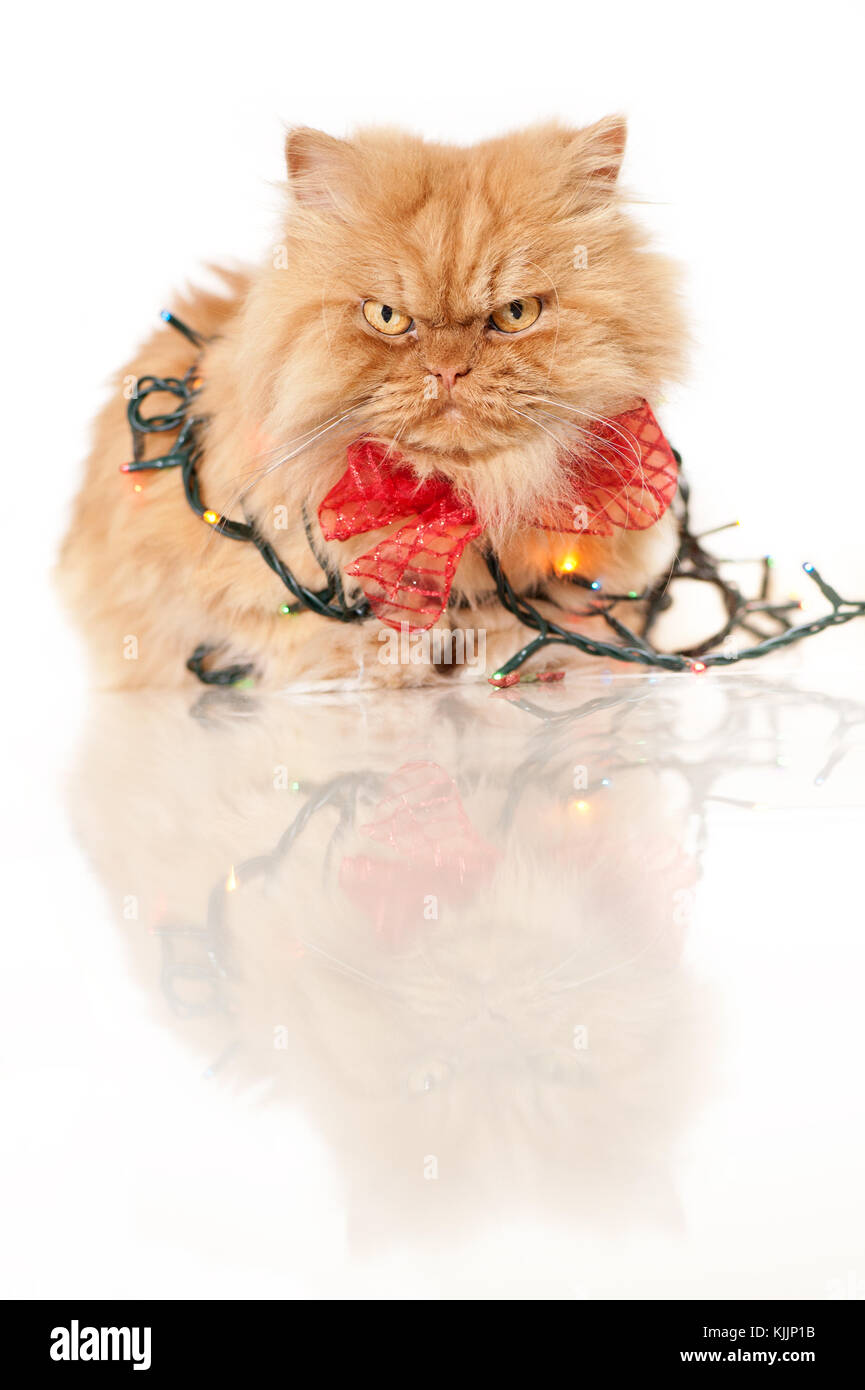 Grumpy Cat Christmas Background