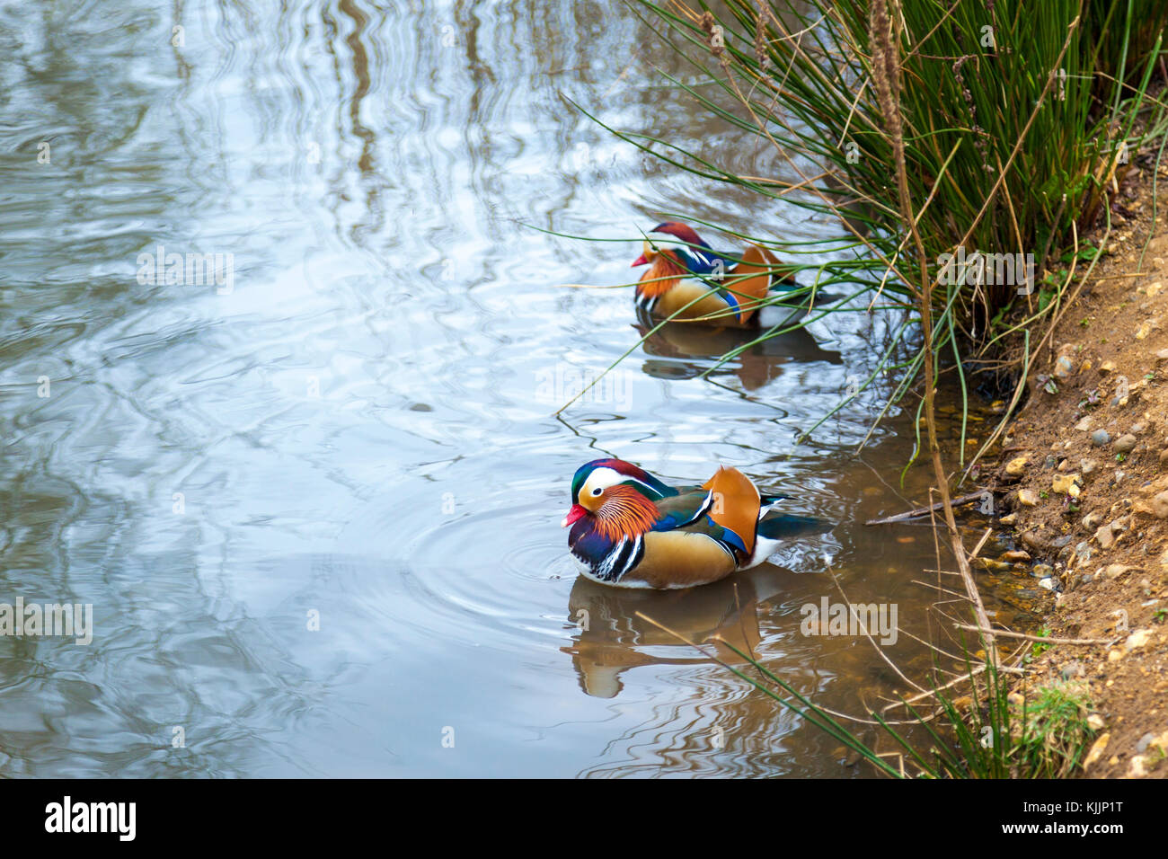 Asian duck species hi-res stock photography and images - Alamy