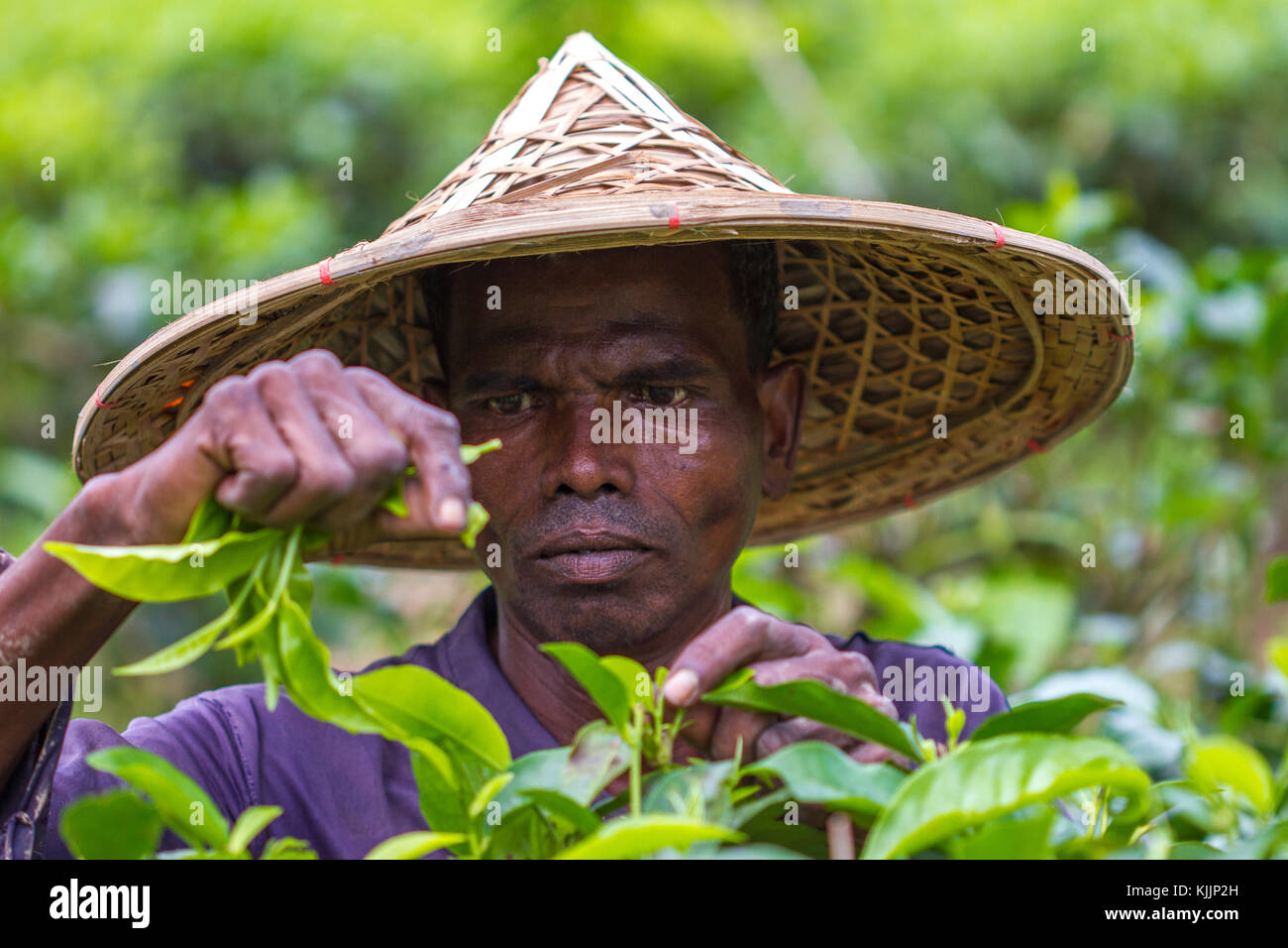 A Tea plantation Worker closeup Stock Photo - Alamy