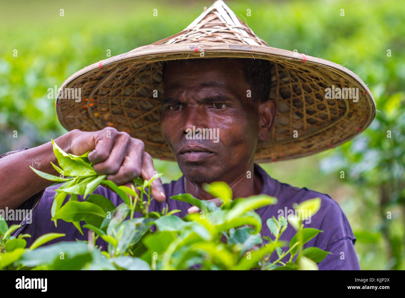 A Tea plantation Worker closeup Stock Photo - Alamy