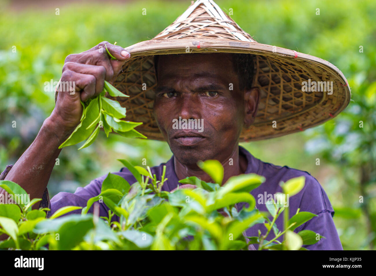 A Tea plantation Worker closeup Stock Photo - Alamy