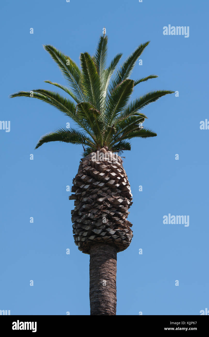 Head of a Palm Tree Stock Photo - Alamy
