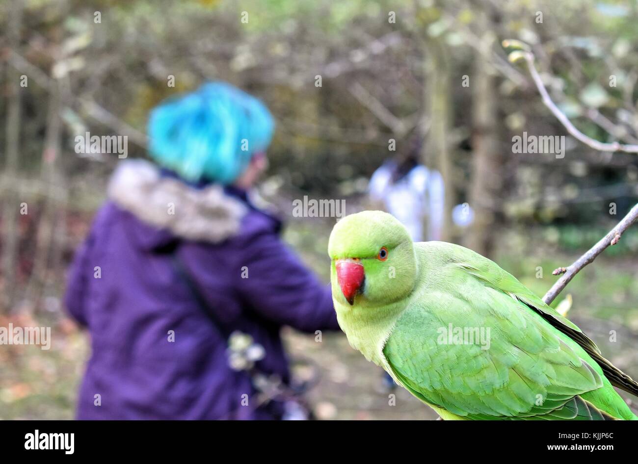Bird eating another bird hi-res stock photography and images - Alamy