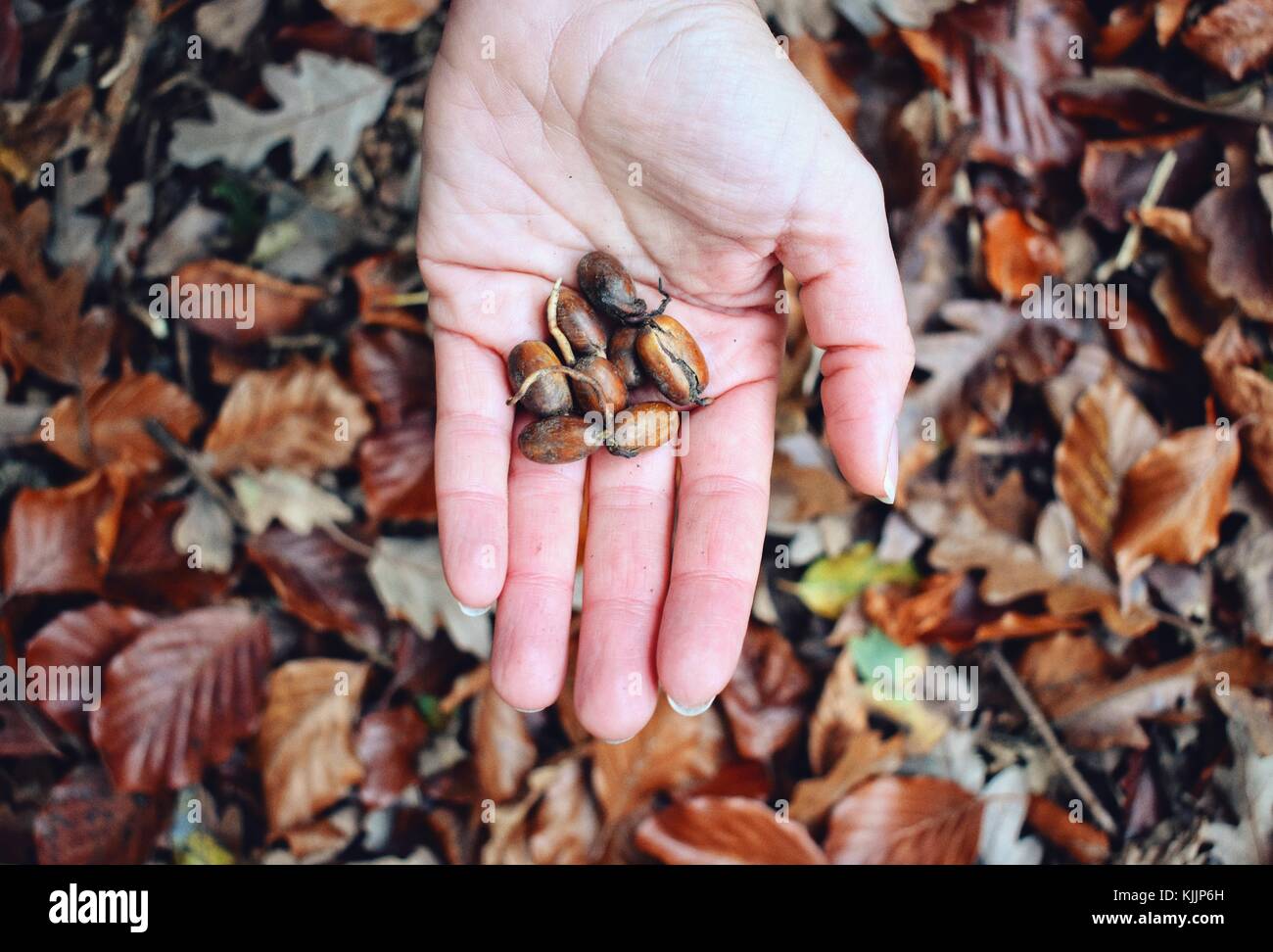 Natural sowing of seeds hi-res stock photography and images - Alamy