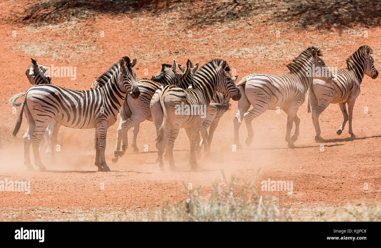 A herd of Zebra gathered at a watering hole in Southern African savanna ...