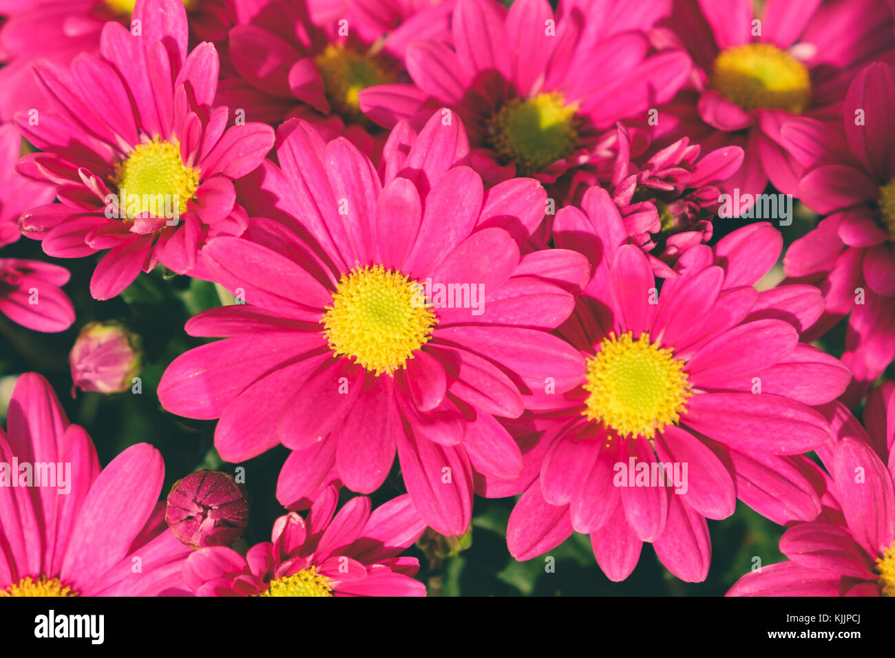 Soft pink flowers bloom hi-res stock photography and images - Alamy