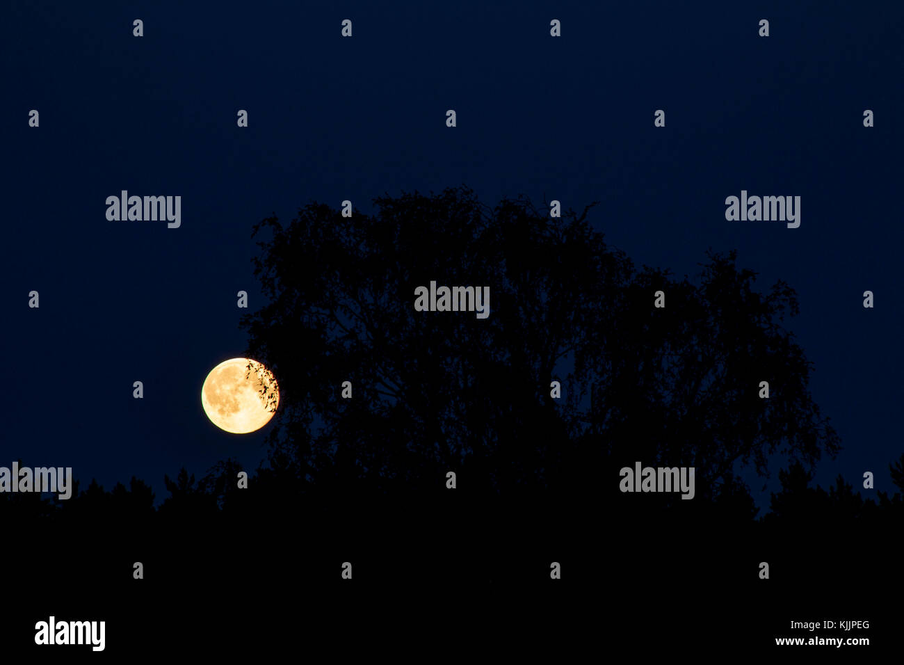 moon behind tree Stock Photo - Alamy