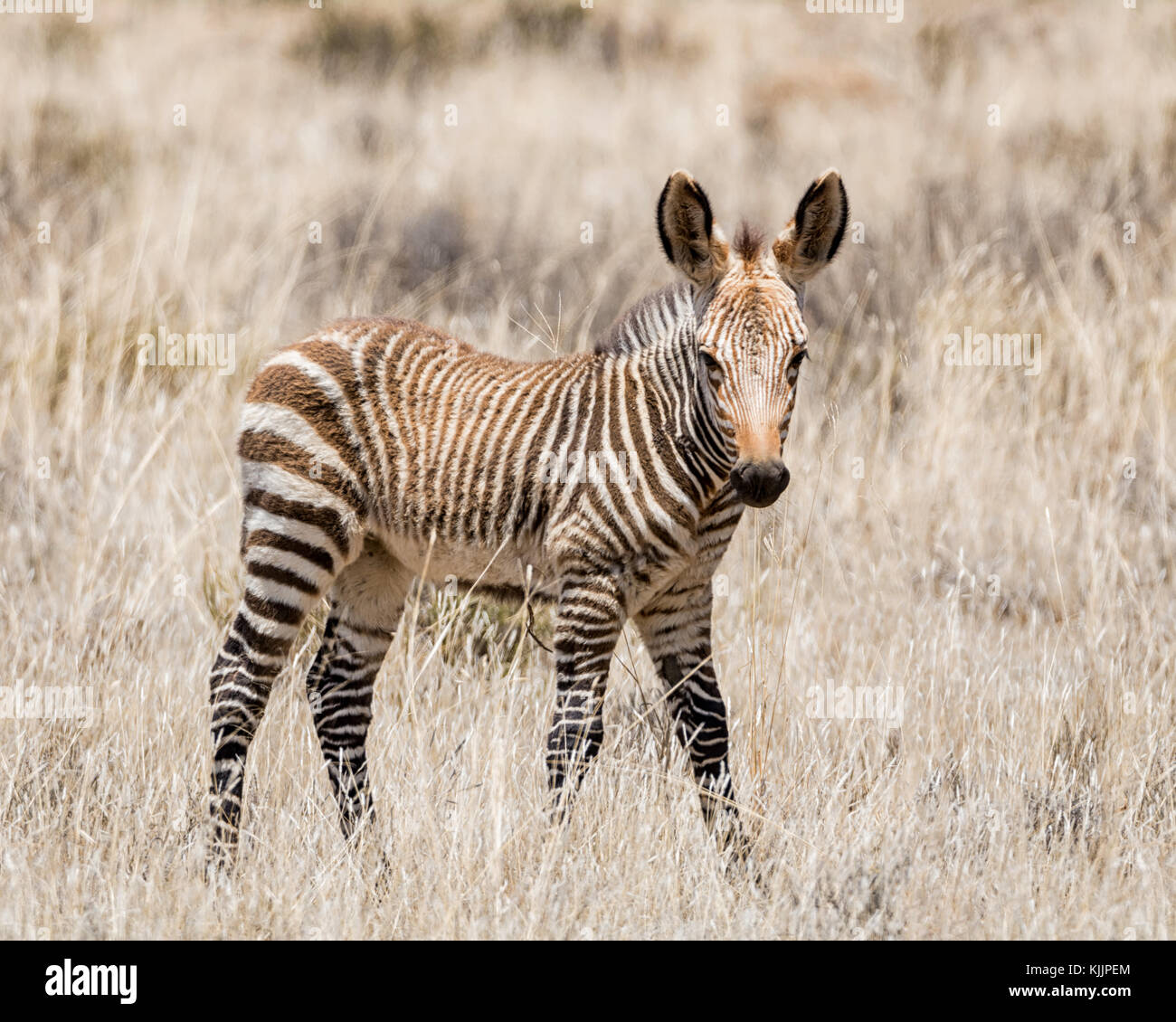 Umbilical cord african hi-res stock photography and images - Alamy