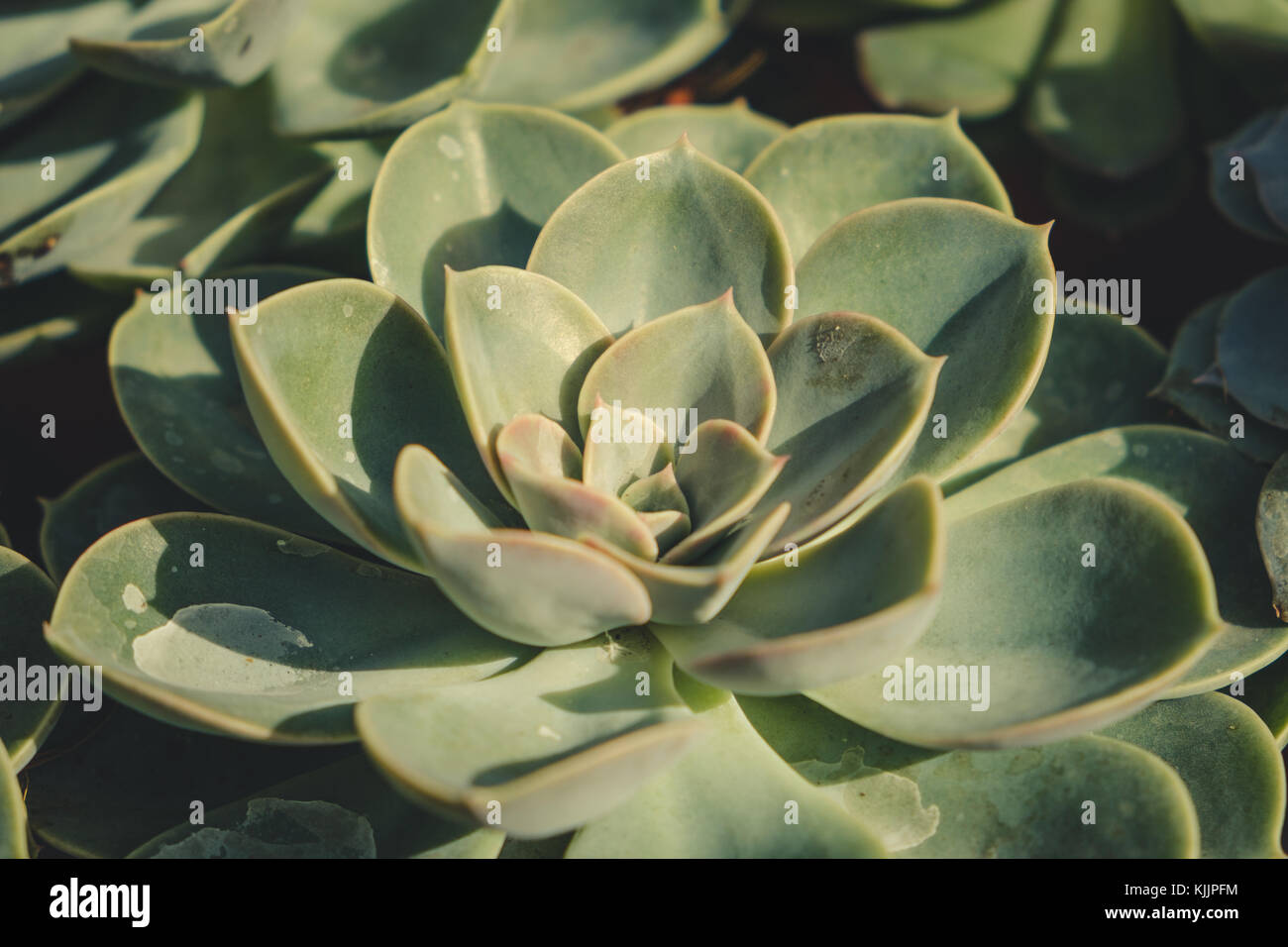 sempervivum plant closeup Stock Photo - Alamy