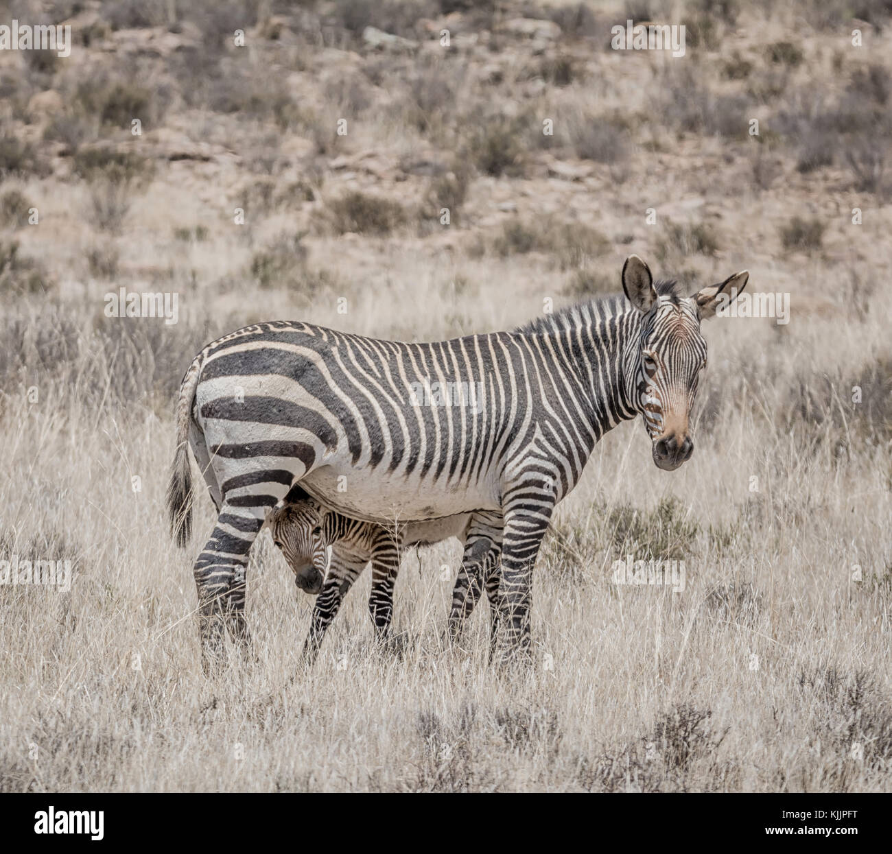 A Zebra mother and foal in Southern African savanna Stock Photo - Alamy