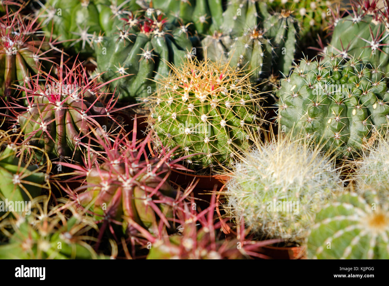Small Barrel Cactus Stock Photos & Small Barrel Cactus Stock Images - Alamy