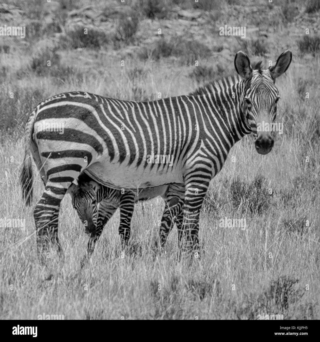 A Zebra mother and foal in Southern African savanna Stock Photo - Alamy