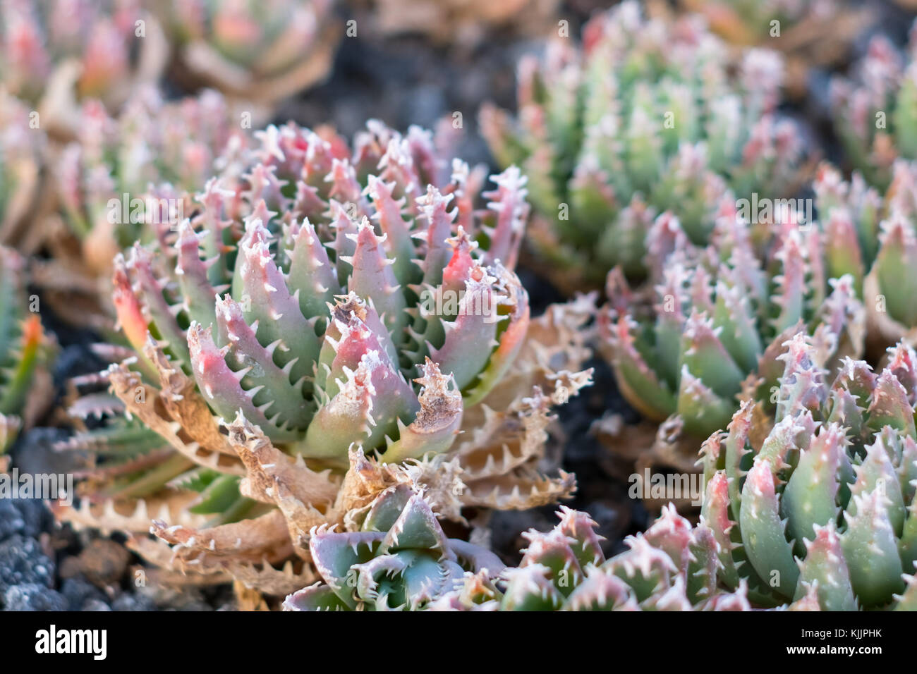 aloe cactus plant - gold tooth aloe Stock Photo - Alamy