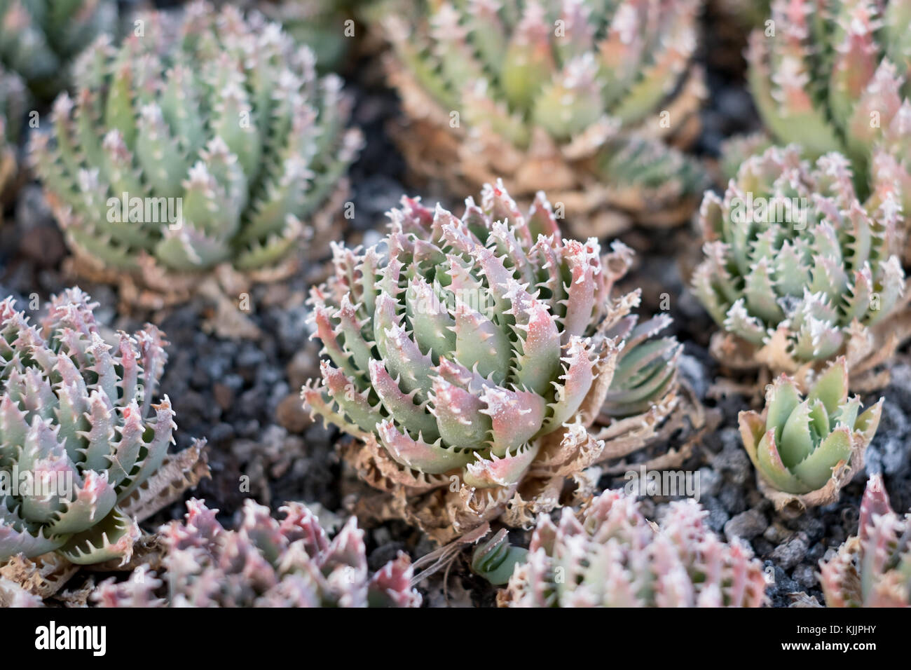 aloe cactus plant - gold tooth aloe Stock Photo - Alamy