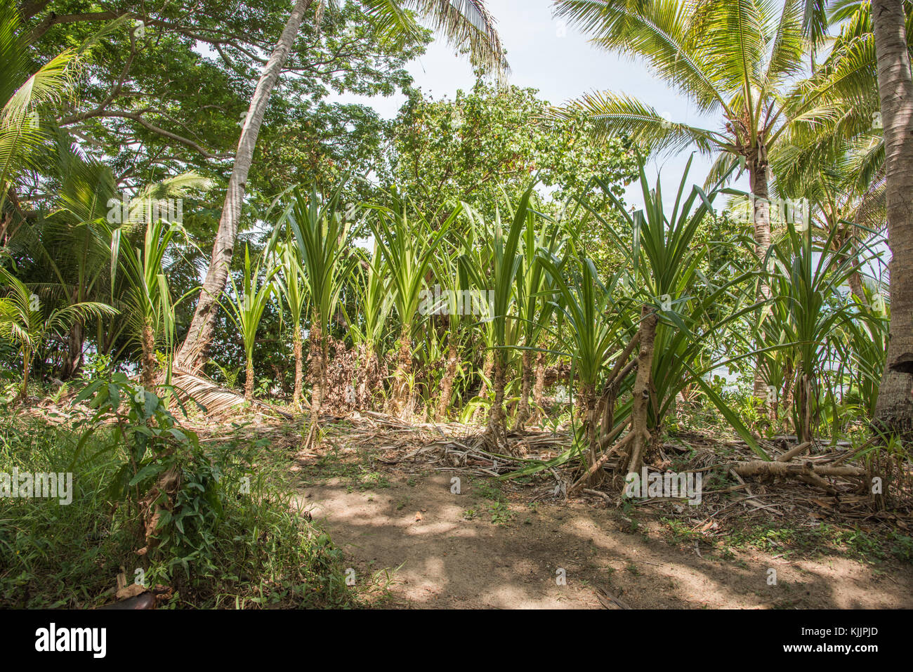 Fiji plants hi-res stock photography and images - Alamy