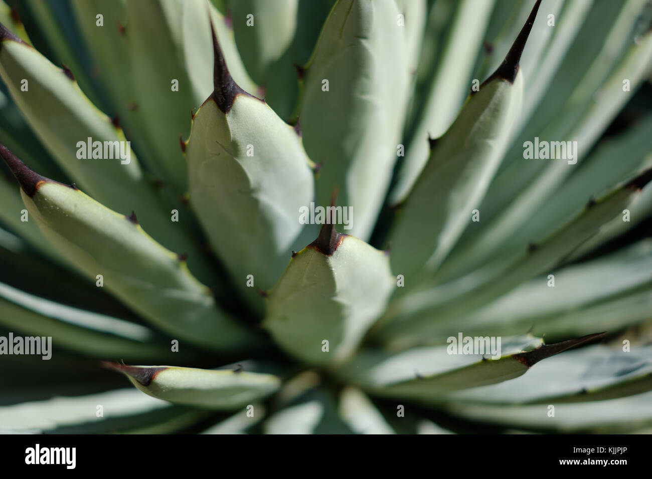 cactus plant closeup - agave cactus macro Stock Photo - Alamy