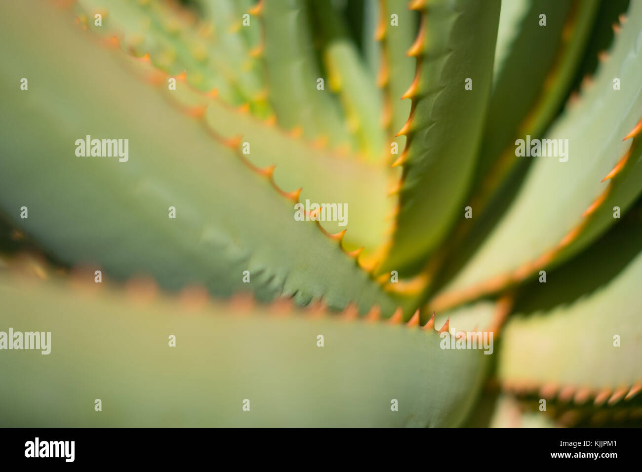 Aloe Cactus High Resolution Stock Photography and Images - Alamy