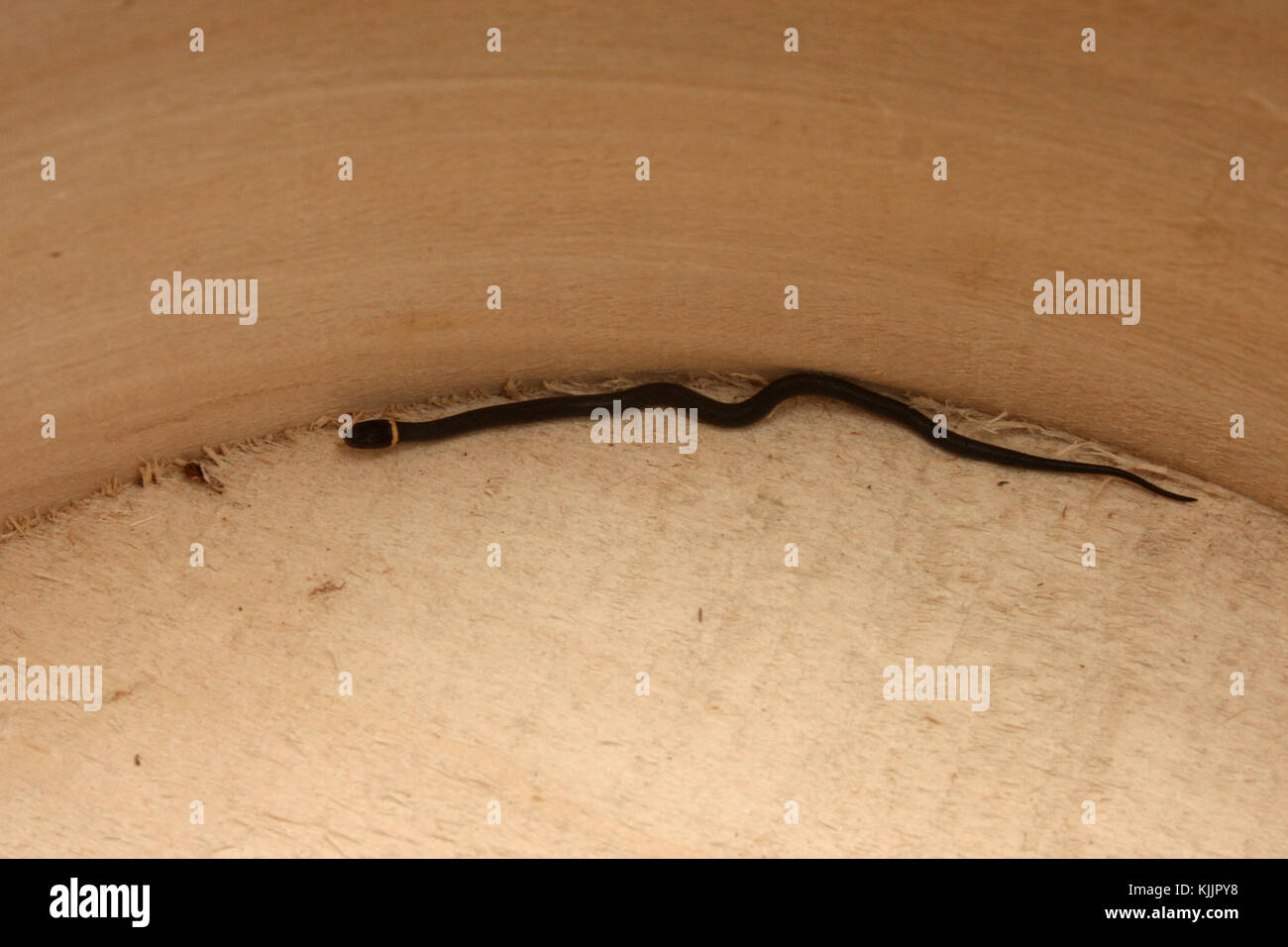 Ringneck snake hi-res stock photography and images - Alamy