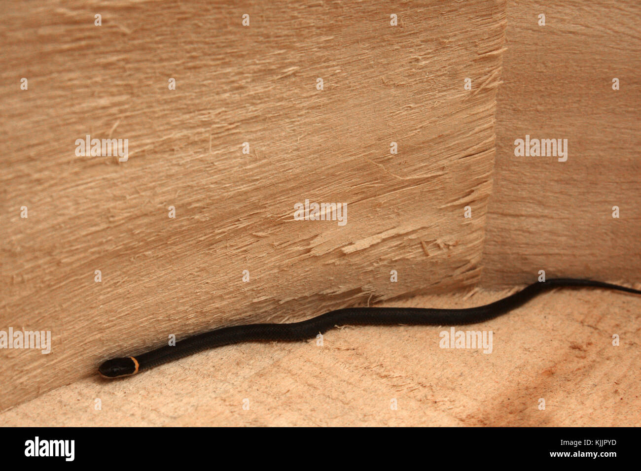 Ringneck snake hi-res stock photography and images - Alamy