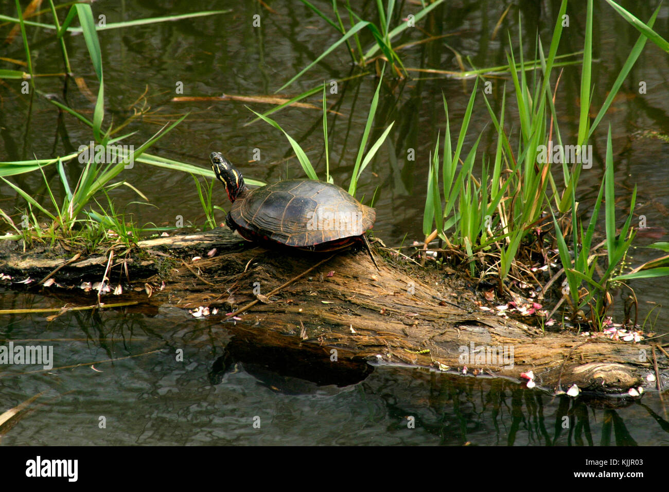 Pond slider (red-eared slider) turtles basking in the sun Stock Photo ...