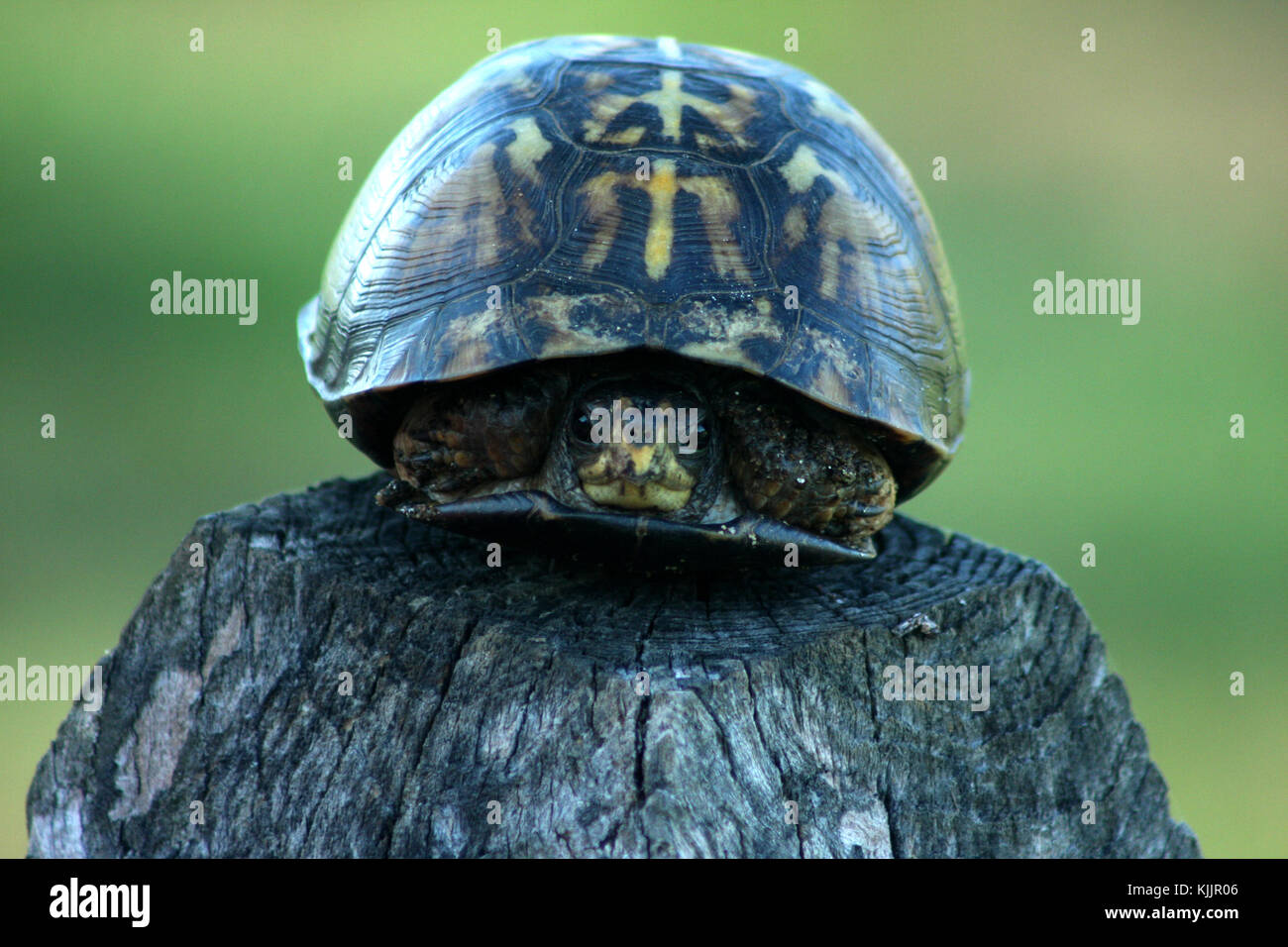 Box turtle hidden in shell Stock Photo - Alamy