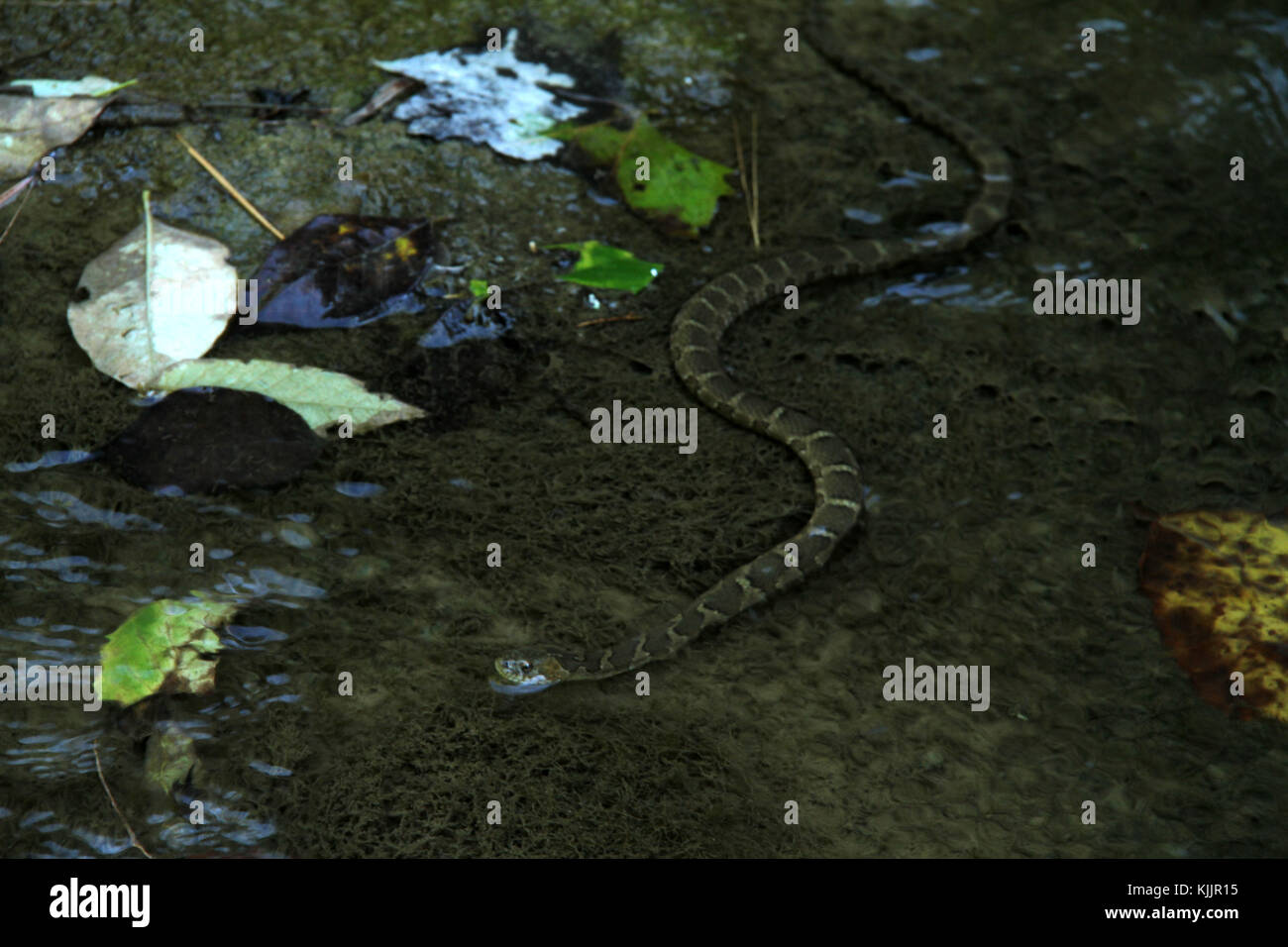 Snake in a stream, Virginia, USA Stock Photo - Alamy