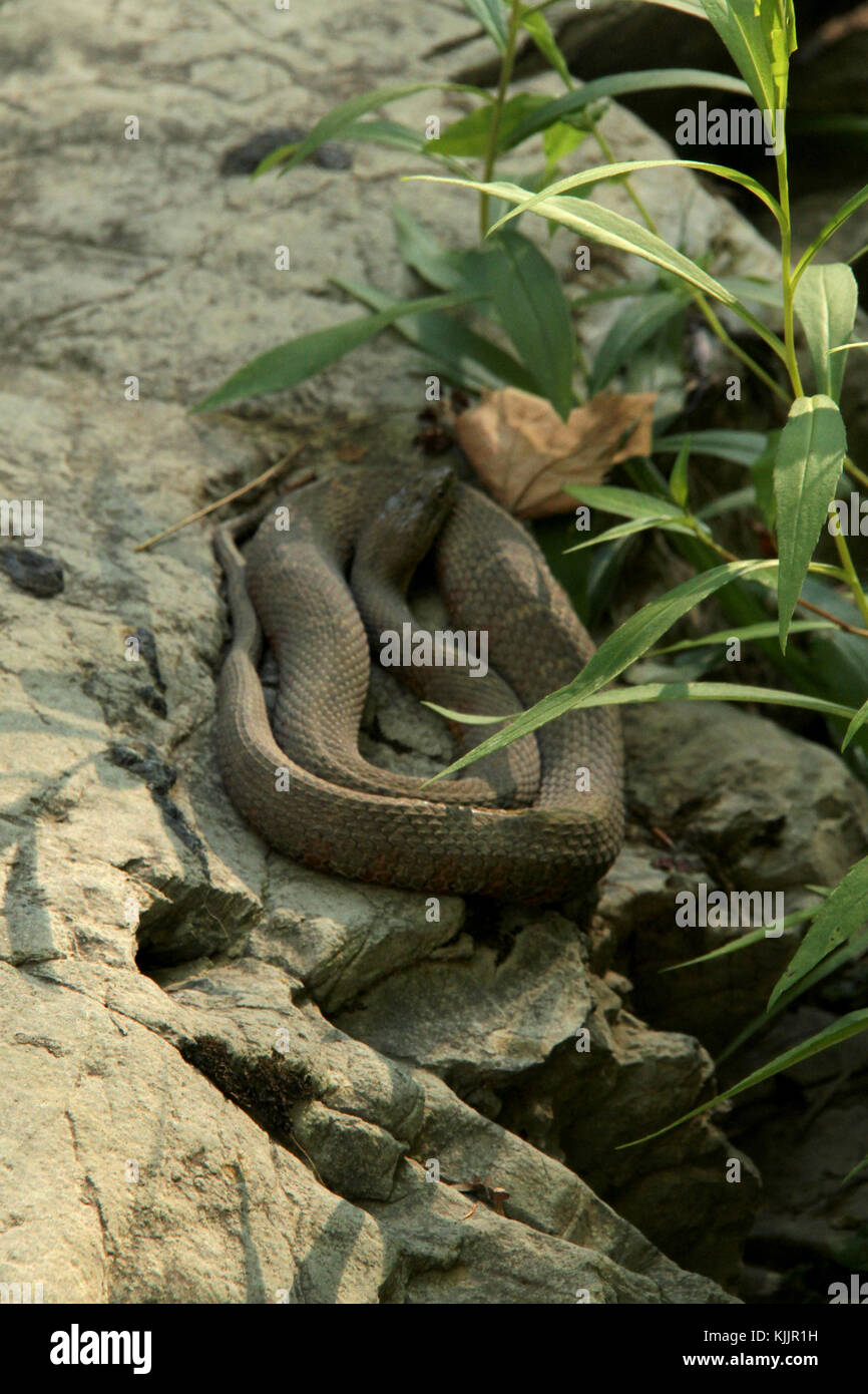 Large snake on rock on Blue Ridge Mountains, VA, USA Stock Photo - Alamy