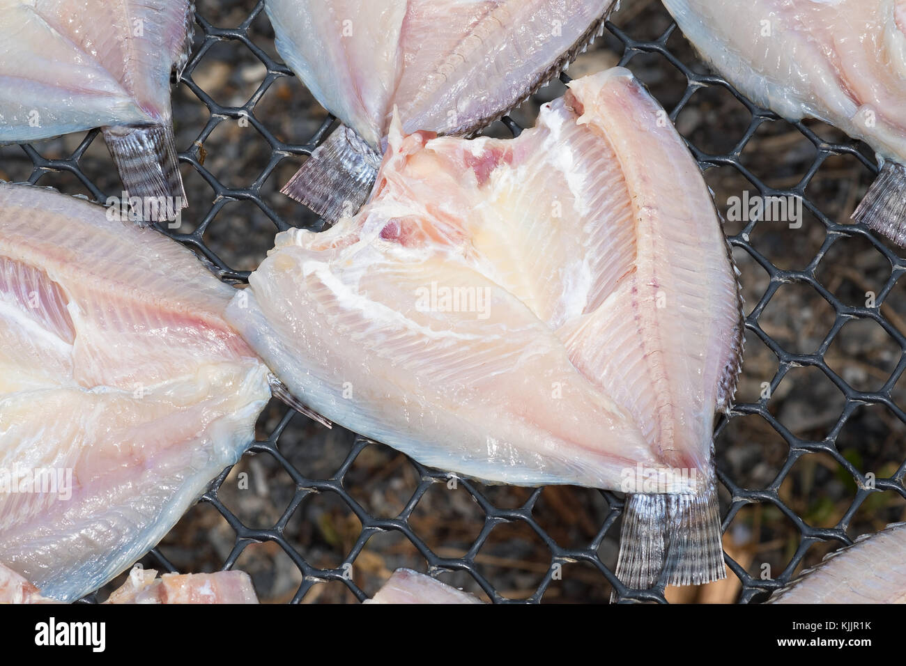 Fresh fish on plastic net under sun light for make dried fish ...