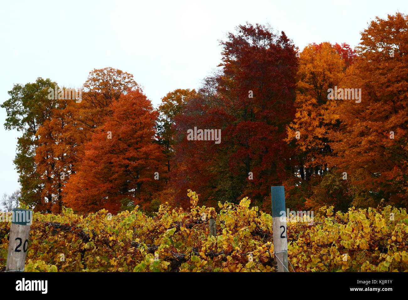 Autumn colors making it's way onto trees and the grape leaves changing ...