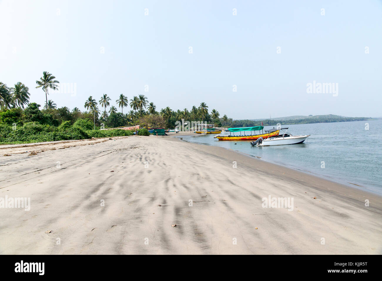 Morjim beach goa turtle hi-res stock photography and images - Alamy
