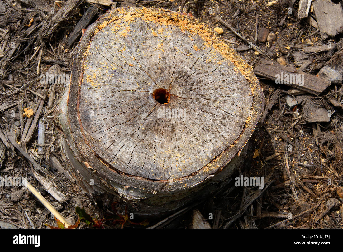 A cherry Tree stump with a drilled centre Stock Photo - Alamy