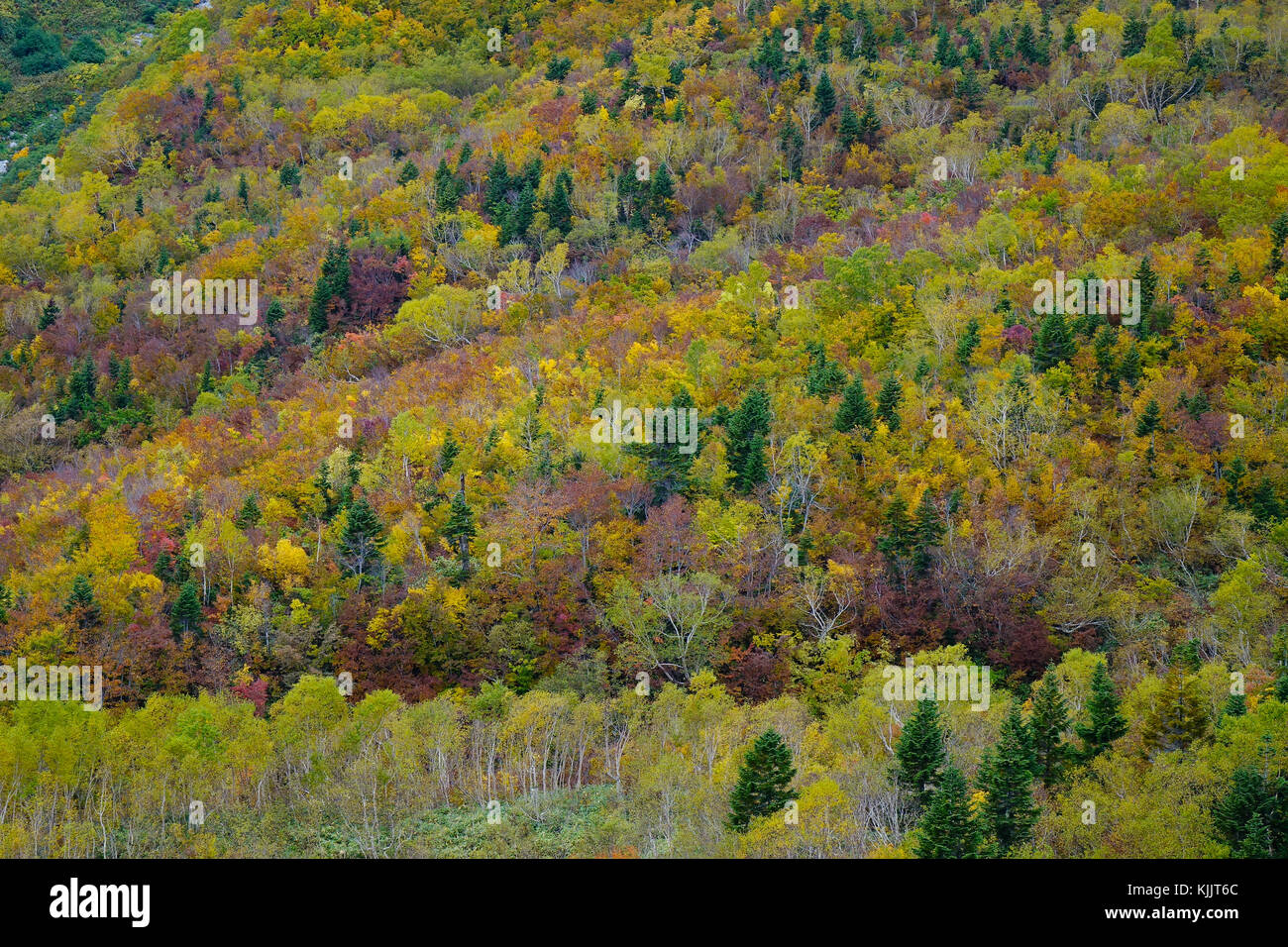 Autumn forest in Toyama, Japan. Toyama is a prefecture of Japan located ...