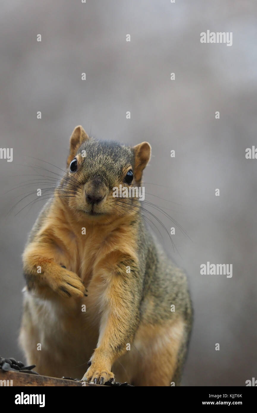Close up of a squirrel with right paw raised sitting on a perch looking ...